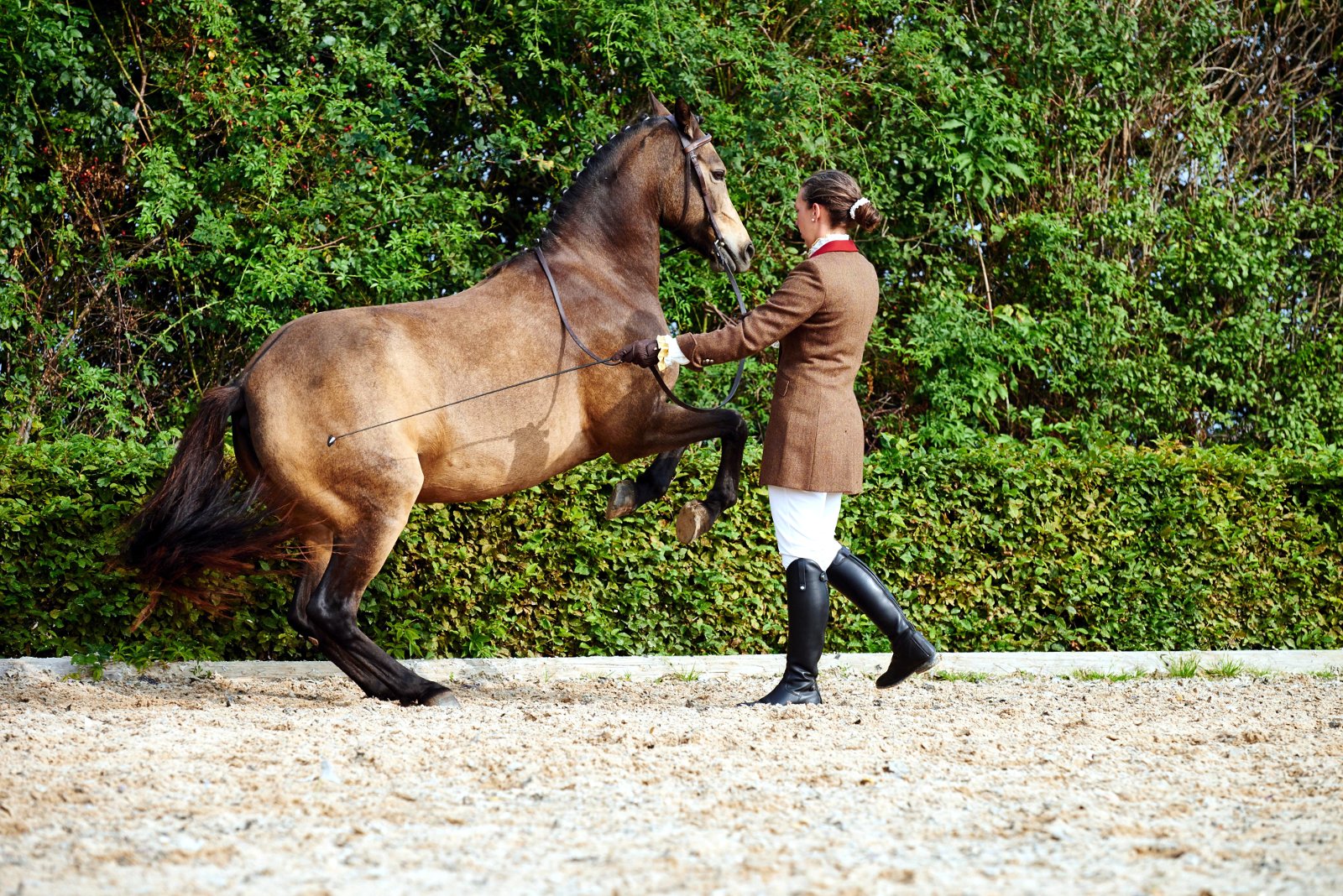 Pferdetherapie | Andrea Kögler - Therapie für Pferde & Menschen